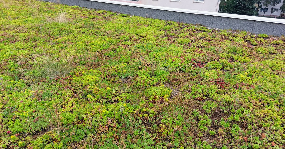 ODU Green Roof • Economy roof