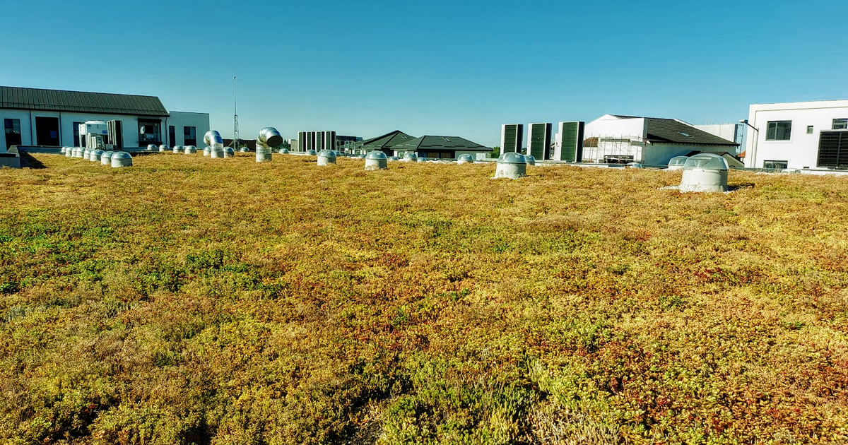 ODU Green Roof • Water retention extensive green roof