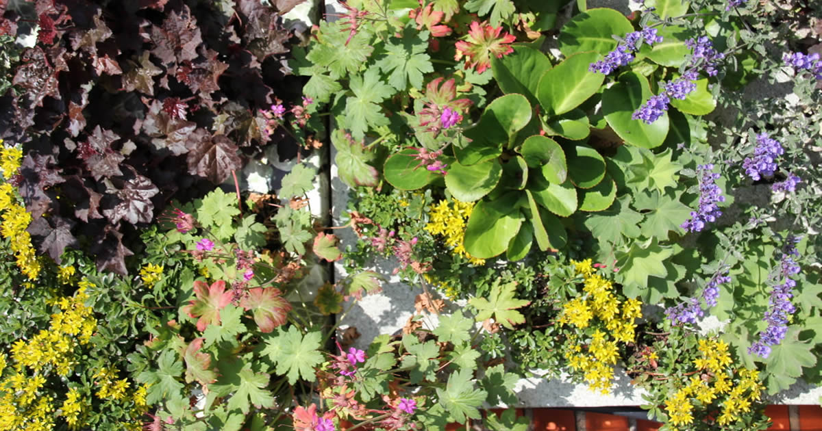 ODU Green Roof • Panel system for vertical gardens